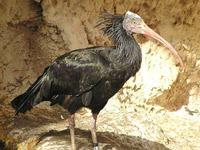 ILA: Airbus bids to protect rare bird species | News | Flight Global